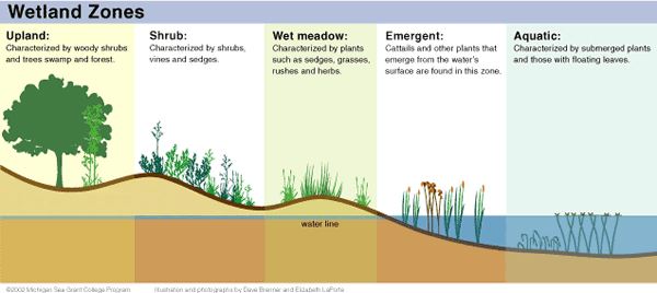 Monthly Email Updates - Protect Our Wetlands in Cape Coral